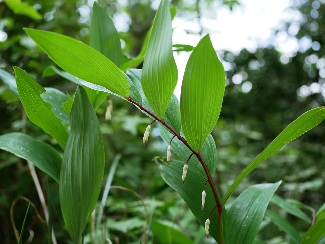 アマドコロとナルコユリの違いを再確認 | 心穏やかに、笑顔で過ごす ～セカンドステージの歩き方～